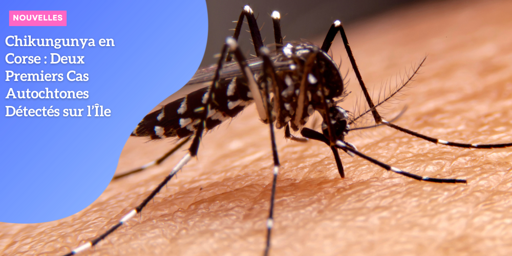 Chikungunya en Corse : Deux Premiers Cas Autochtones Détectés sur l’Île ...